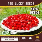 120 Lucky seeds Red Sandalwood Acacia Coral Bead wood saga Adenanthera ...