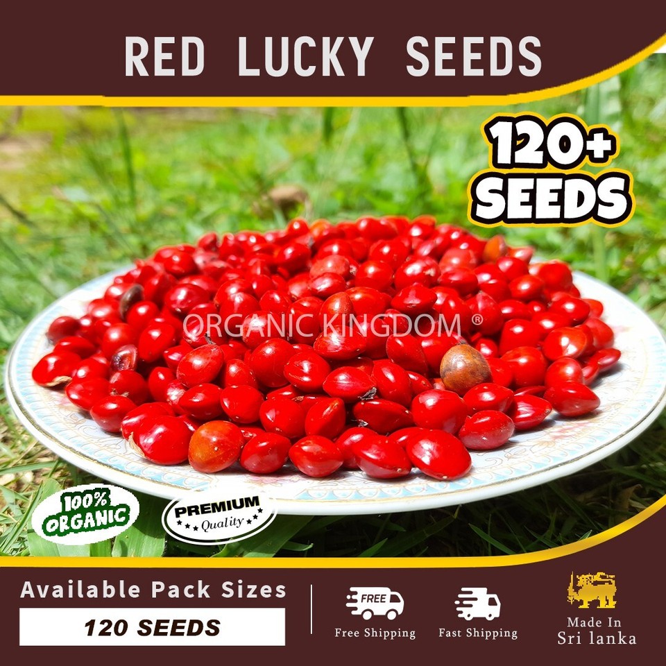 120 Lucky seeds Red Sandalwood Acacia Coral Bead wood saga Adenanthera ...