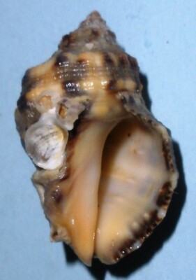 Thais bitubercularis - MURICIDAE - Singapore Sea Shell - 30mm F+/F++ ...