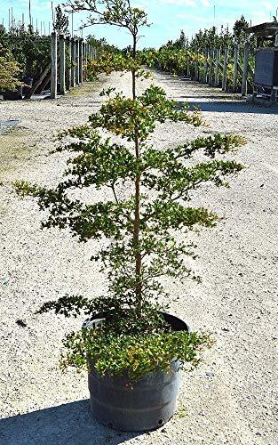 LIVE PLANT 3ft Bucida Spinosa Terminalia Dwarf Spiny Black olive Bonsai ...