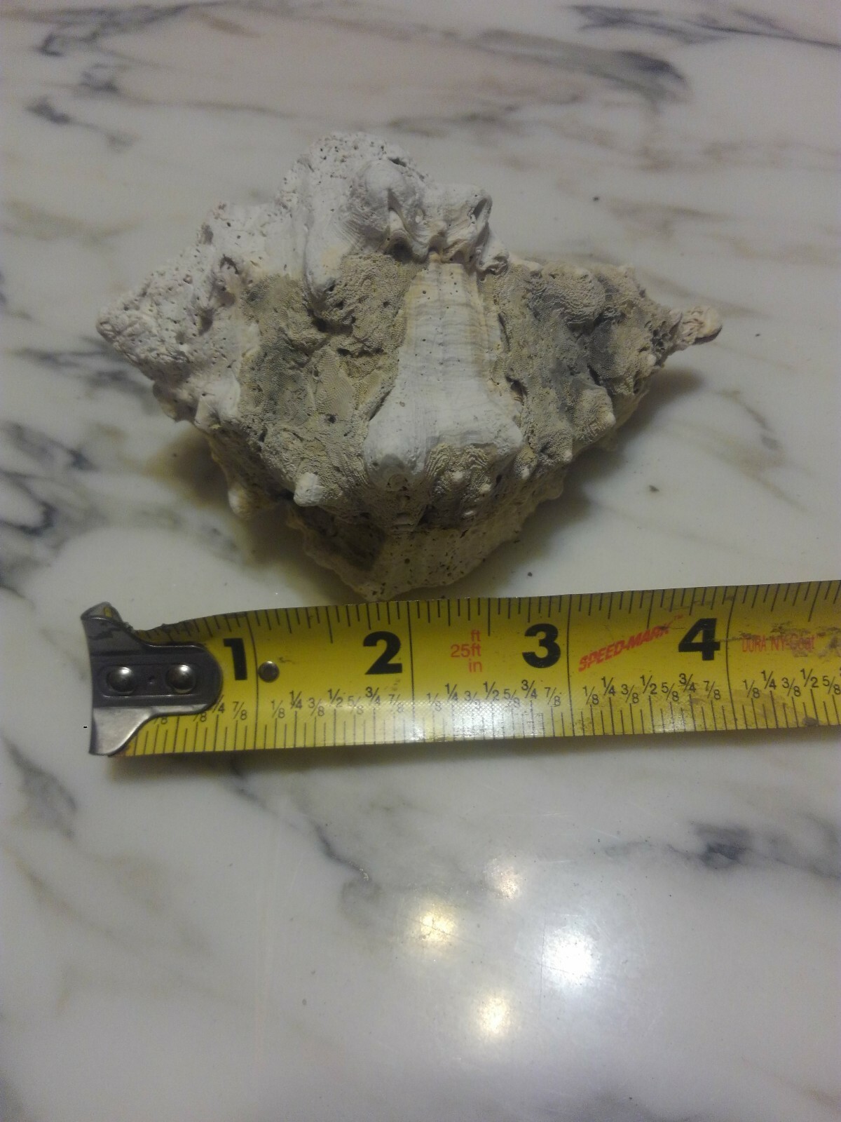 M02 Ancient Giant Eastern Murex Sea Shell 4 1/2" Beach Nautical Decor ...