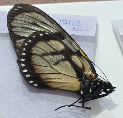 1702 Nymphalidae | eBay