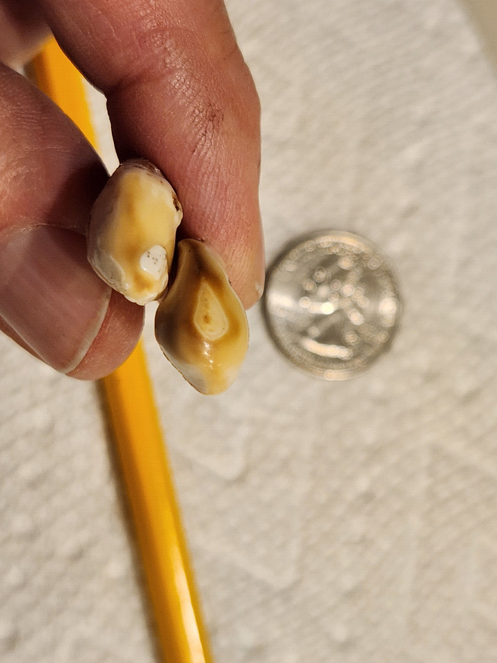 Very nice pair of Unique Rocky Mountain Elk Ivory teeth from Eastern ...