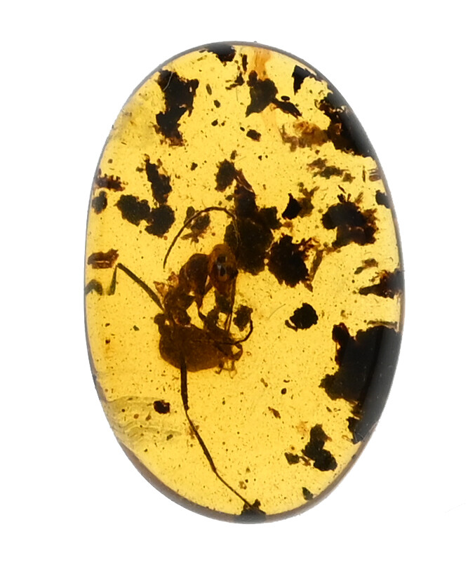 Extinct Sphecomyrma Ant, Fossil inclusion in Burmese Amber | eBay