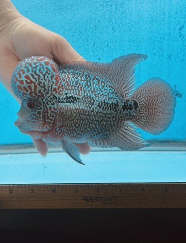 Super Red Dragon Flowerhorn The King Kamfa Fry 5 to 6 inche Usa Seller ...
