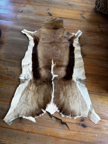 Genuine, Natural, South African, Springbok Hide Rug | eBay UK