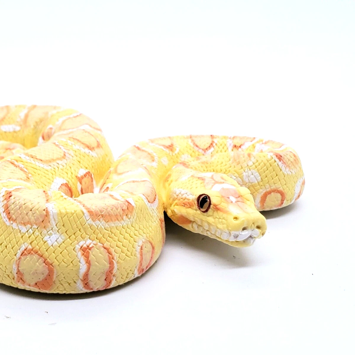 Baby Albino Python Snake