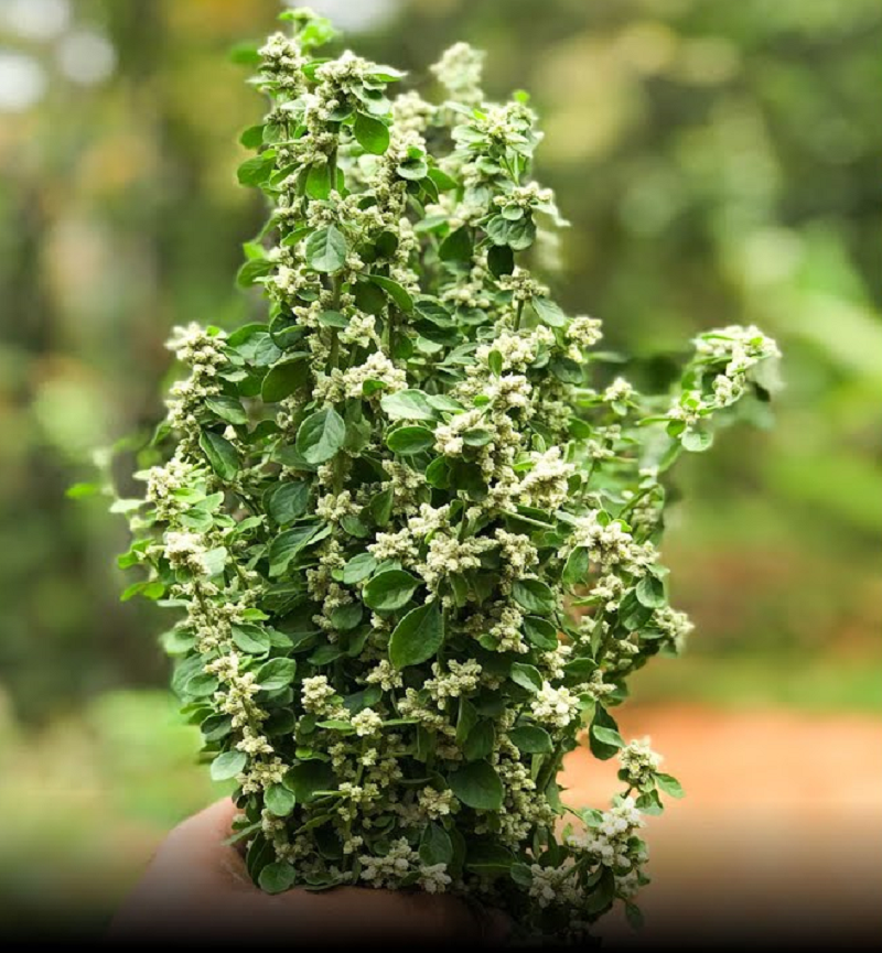 Dried Polpala/Aerva lanata/Balipoovu Herbal Ceylon Tea Natural Organic ...