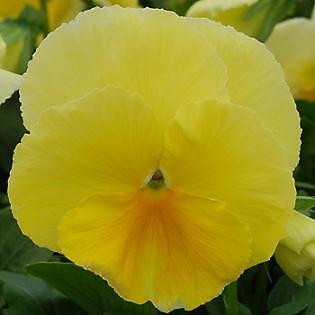 Pansy Spring Matrix Lemon 1,000 seeds | eBay