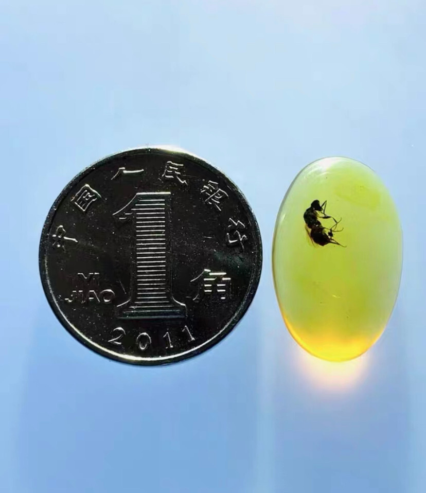 Cretaceous Fossil Burmese amber burmite honeybee insect Fossil amber ...