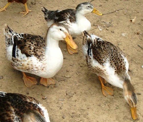 8 Silver Appleyard Duck Hatching Eggs, 1 order per buyer | eBay