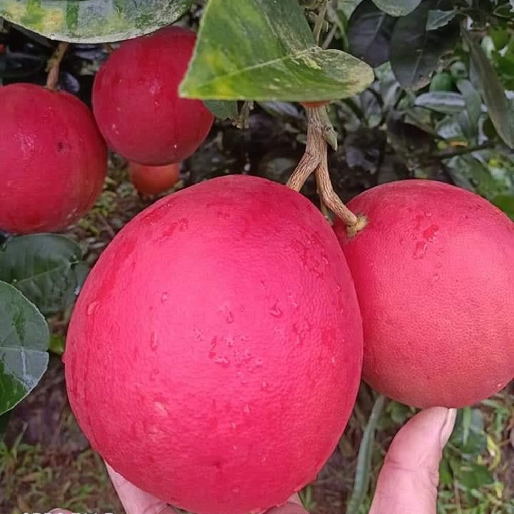 Red Pomelo (Round Fruit) Grafted Plant Fruit Tree Tropical Unique ...