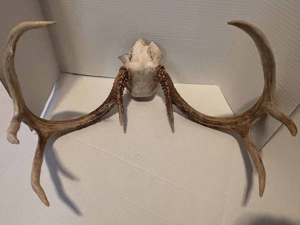 NICE 4x4 WHITETAIL DEER RACK 136" Antlers mule mount taxidermy elk ...