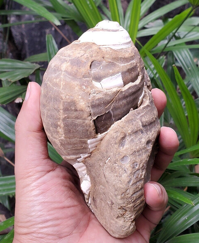 1001Gr Natural Rough Gastropod Sea Shell Fossil Mollusca | eBay