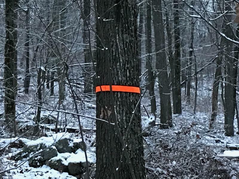Orange Tree Band / Chest Band / Hunting Safety Band | eBay