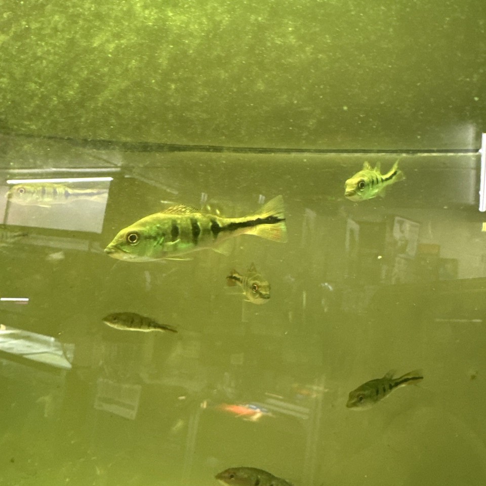 Monoculus Peacock Bass (Cichla cf. monoculus) 3 Inch Tropical Live Eat ...