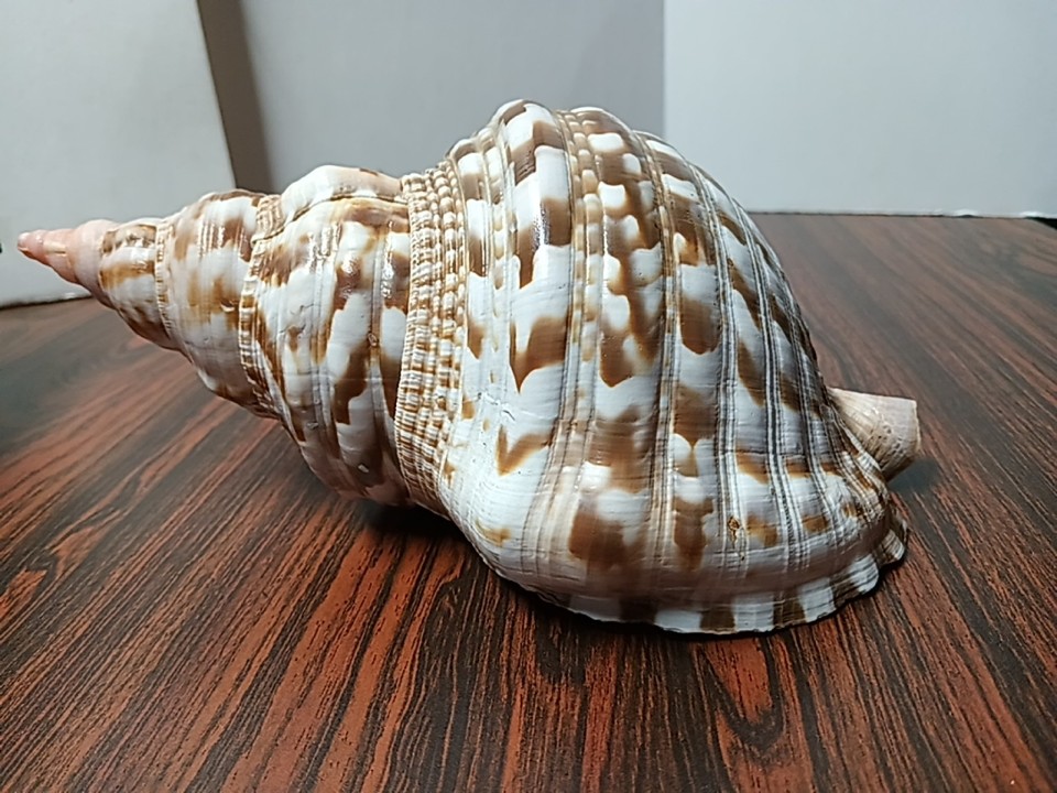 Triton's Trumpet Charonia Variegata Large Atlantic Sea Shell 10" Beautiful Color | eBay