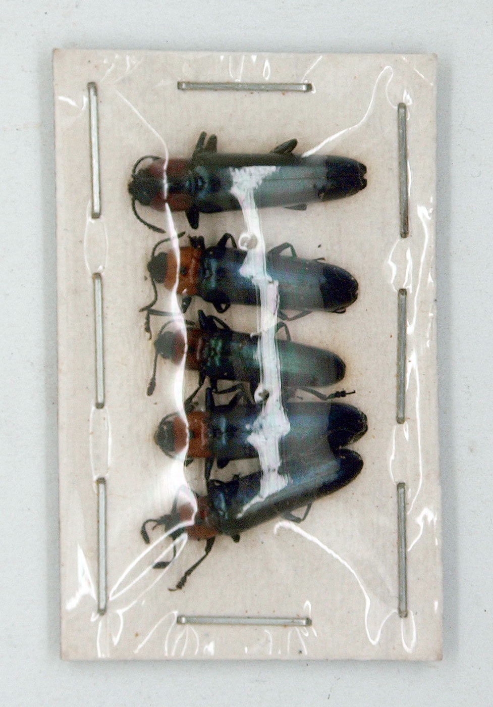 Beetles -Languriidae - Languriidae sp - Chiangmai, Northern Thailand ...