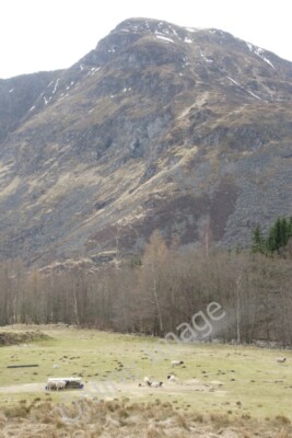 Photo 6x4 Fields, Acharn Acharn/NO2876 Sheep with lambs in late March ...