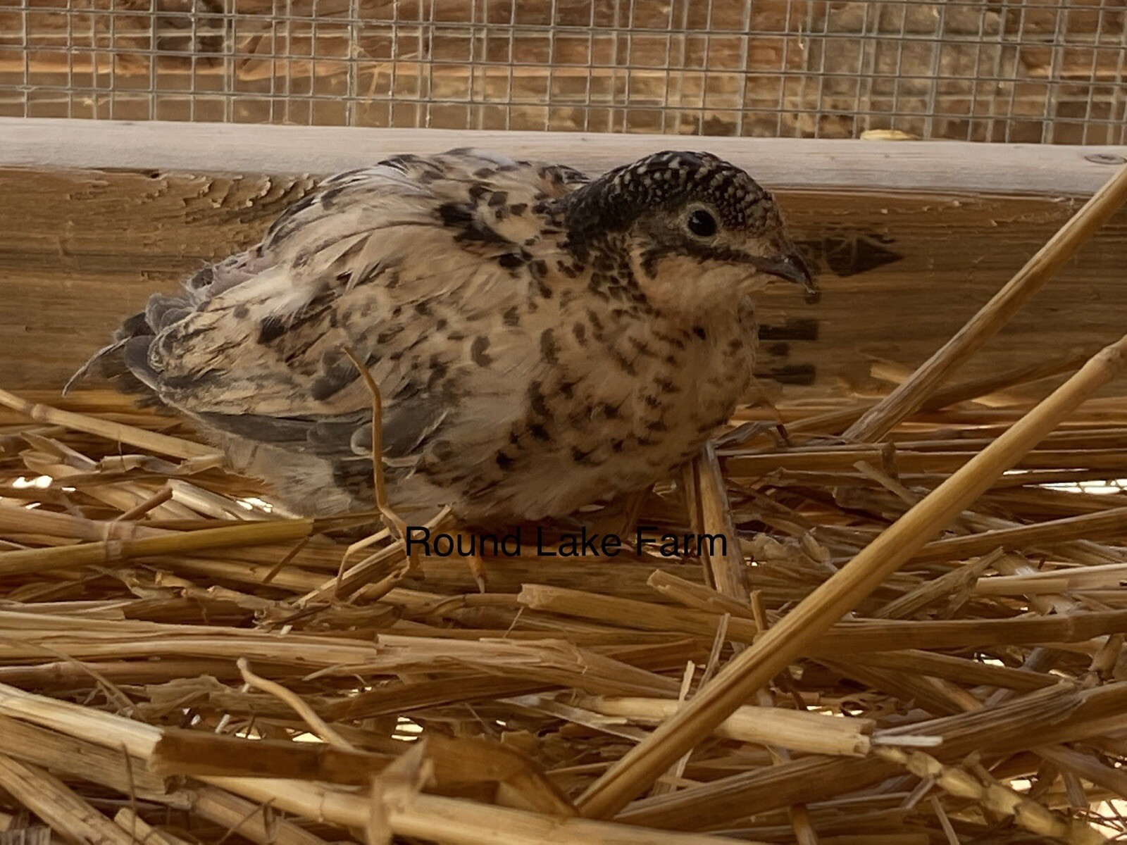 Beautiful Fertile Button Quail Hatching Eggs | eBay