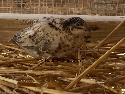 Beautiful Fertile Button Quail Hatching Eggs | eBay