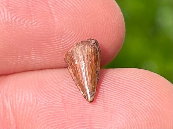 Redondasaurus Large Phytosaurus Vertebrae Redondasaurus For Sale ...