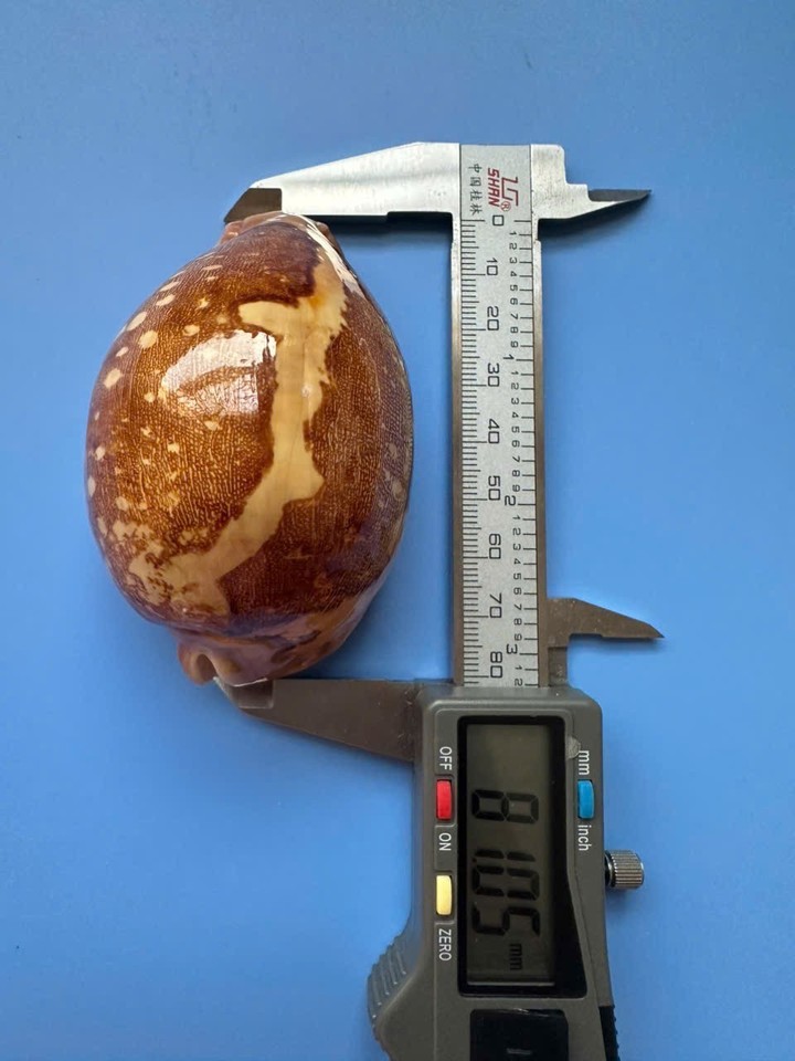 81mm | Cypraea Mappa | F+++ | BIG size | Yellow Color | Strange ...