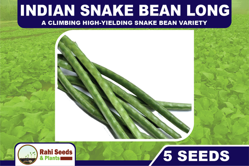 Indian Snake Bean Long - A Climbing High-Yielding Snake Bean Variety ...