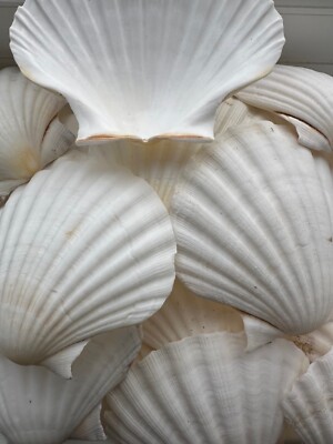 Scallop natural shells large 10 -12 cms. Washed UK scallop shell | eBay UK
