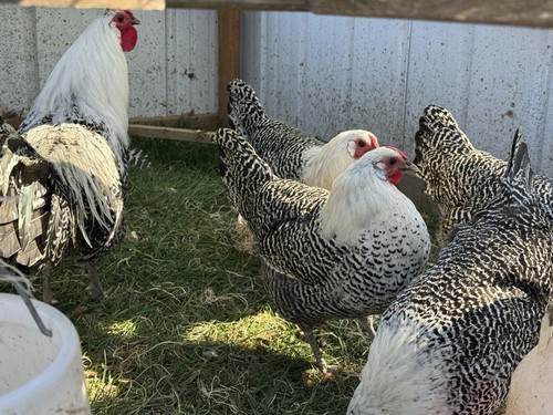 Silver Deathlayer Hatching Eggs Purebred, 1 Dozen NPIP/AI Clean Flock ...