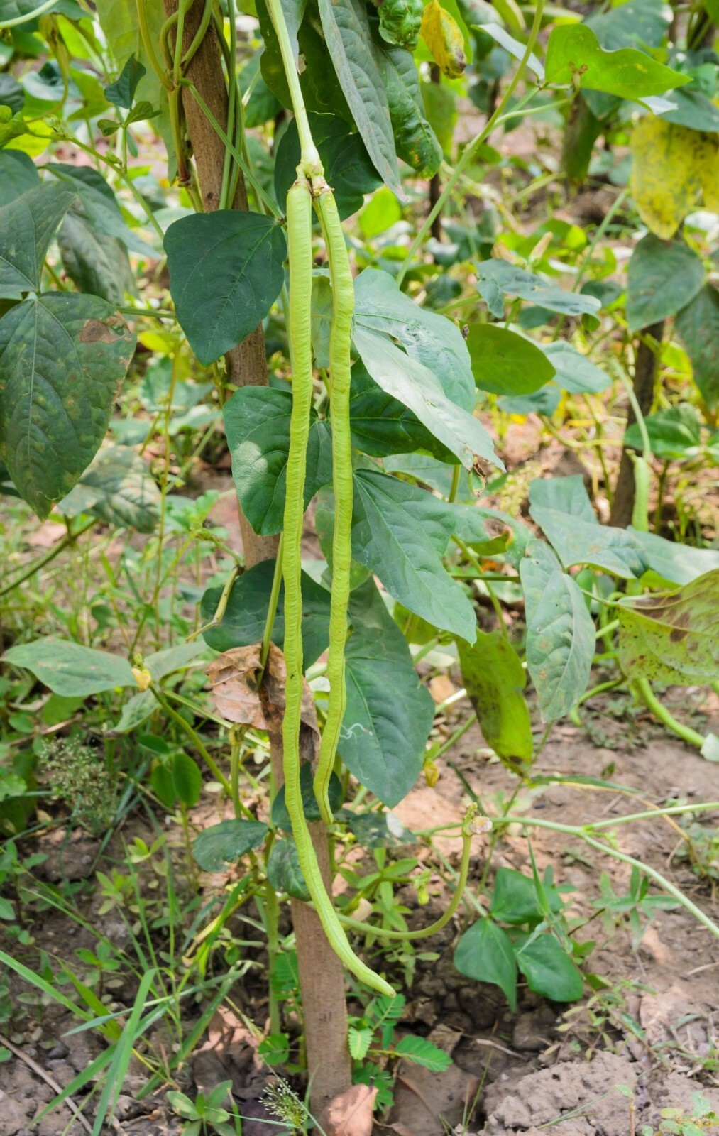 15+Yard Long Bean seeds Asian Chinese Long Bean String beans Productive ...