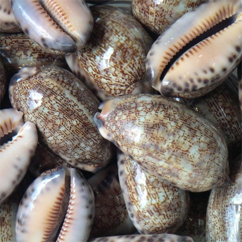 Arabian Cowrie Shell | Mauritia Arabica| Beach Shells | Natural Decor ...