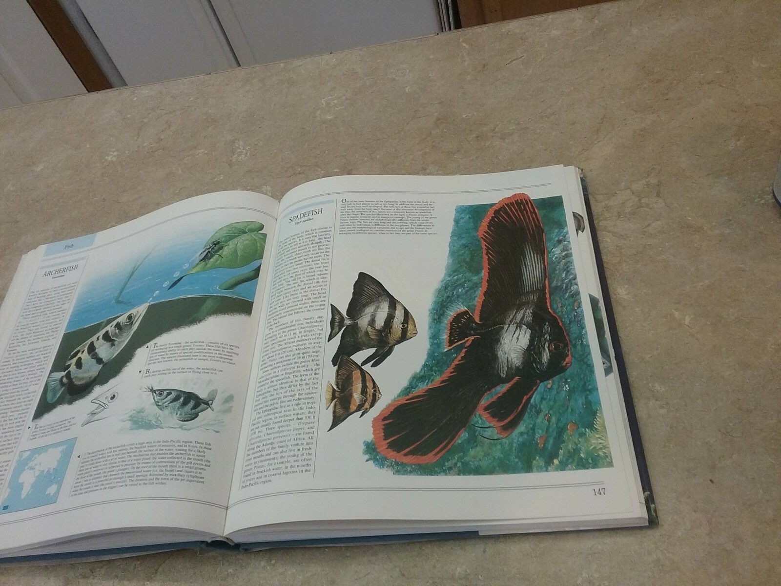 GREAT BOOK OF SEA: A COMPLETE GUIDE TO MARINE LIFE By Francesco ...
