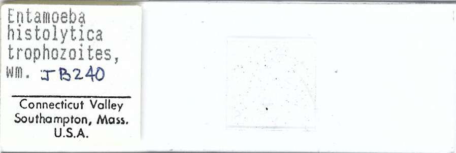 Entamoeba histolytica Trophozoites Microscope Slide | eBay