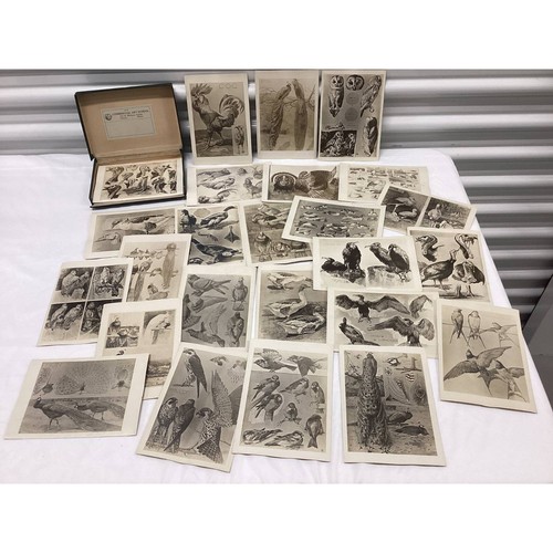 Mathurin Meheut Anatomical Drawings Birds 25 Prints Realistic | eBay