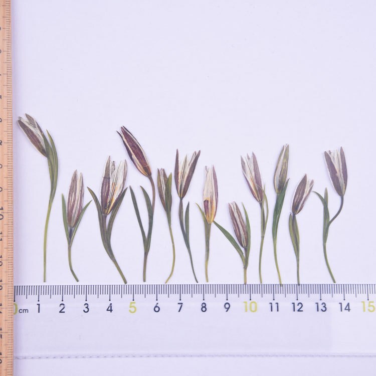 12PCS Real Pressed Dry flower, bud flower with stem leaves for art ...
