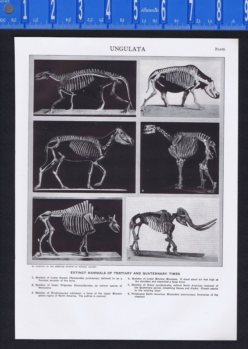 Tertiary Period Animals