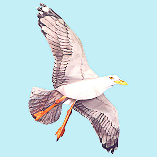 Jackite Seagull Kite / Windsock | eBay