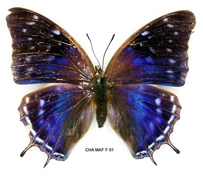 Insect Butterfly Nymphalidae Charaxes mafuga-Rare Female! 03! | eBay