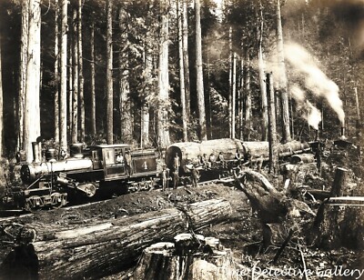 Logging Train & Steam Donkeys, Washington State - 1908 - Historic Photo ...