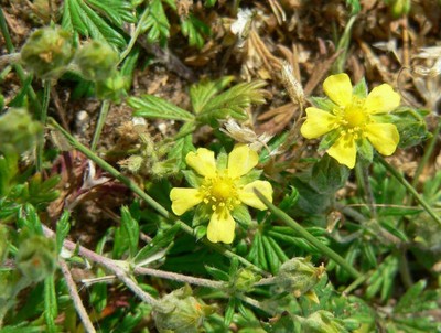 Silver cinquefoil - Silverweed - Potentilla argentea - 25+ graines - E ...