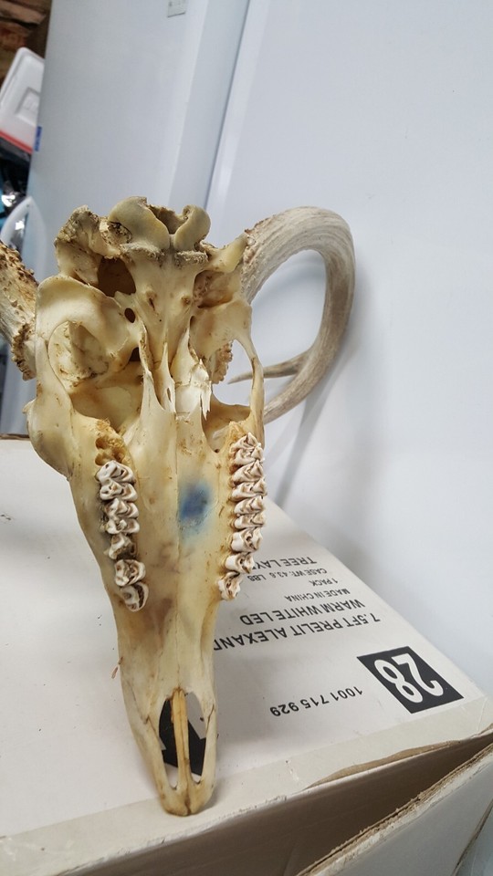 4x4 WHITETAIL DEER RACK FULL SKULL mule elk shed antlers taxidermy ...