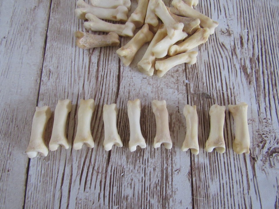 10 Bobcat Toe/Foot Bone Metatarsals Bones Craft Supplies Bone Animal ...