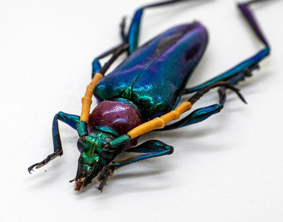 Cerambycidae