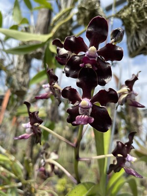 Vanda Greg Scott “RARE” BLOOMING SPECIMEN | eBay