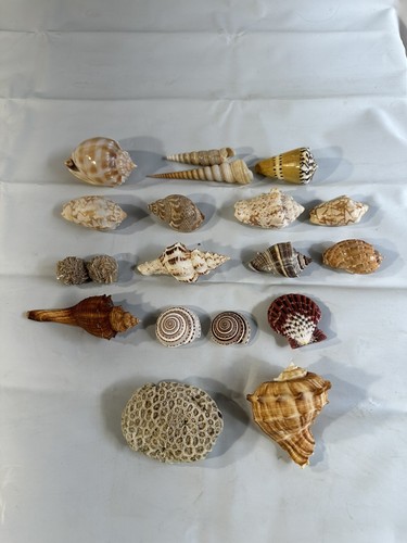 Collection of Sea Shells Various Types and Sizes Lot Bundle Big Small ...