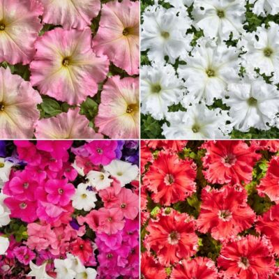 Petunia Seeds - Huge Selection of Varieties | eBay UK