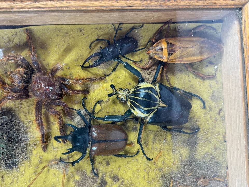 Vintage Taxidermy Wood Dried Insect Spider Rhino Beetle Jungle Nymph ...