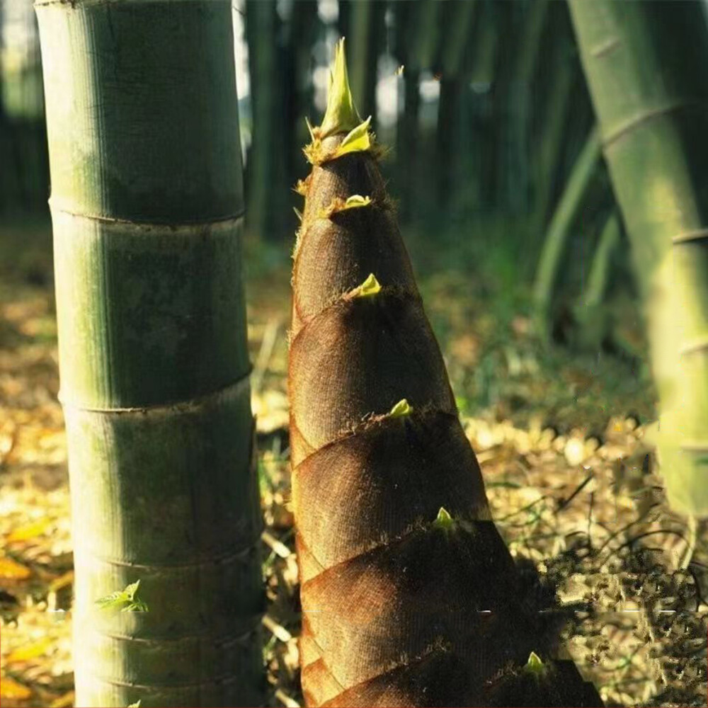 100pcs/bag Giant Green Moso Bamboo Seeds Edible Bamboo shoots Garden ...