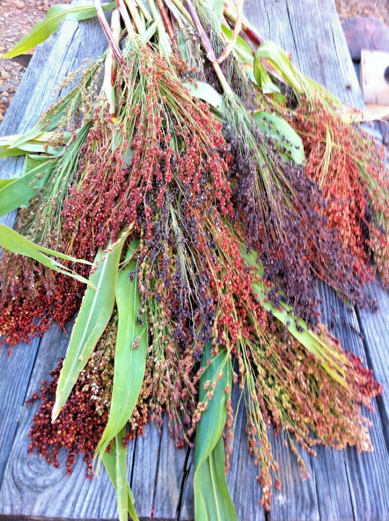 100+BROOM CORN Seeds Heirloom Sorghum Vegetable Grain Multi Color ...